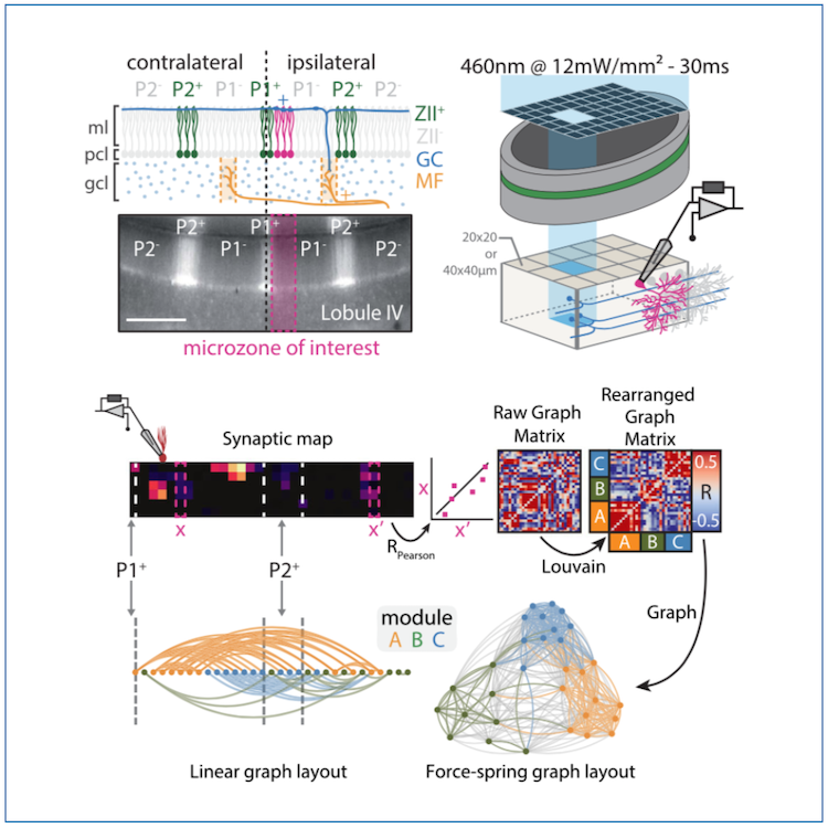Graph-based features to capture the embodiment of adaptive behavior ...